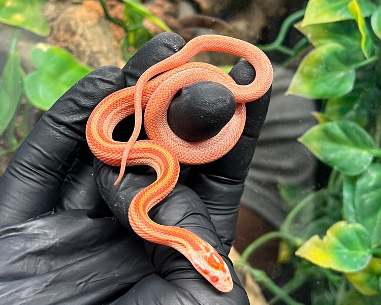 Corn Snakes - Reptco