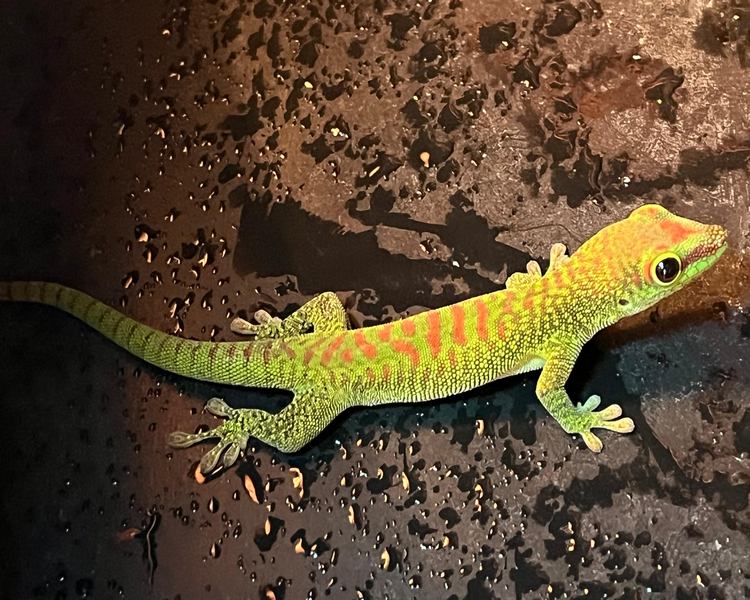 Other Geckos - Reptco