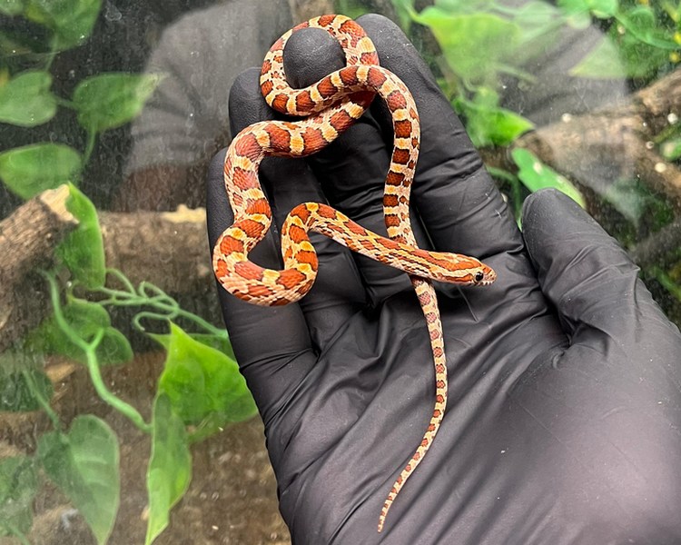 Corn Snakes - Reptco