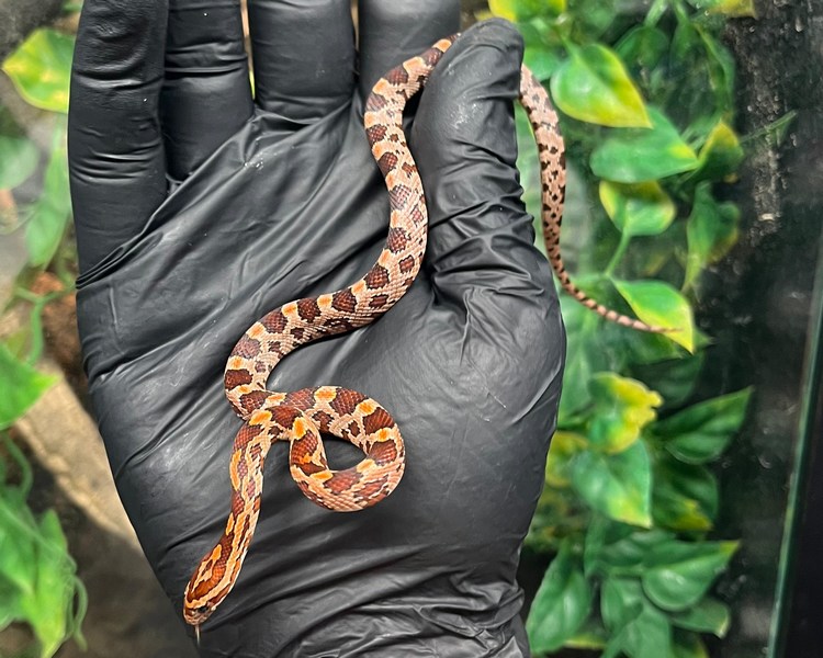 Corn Snakes - Reptco
