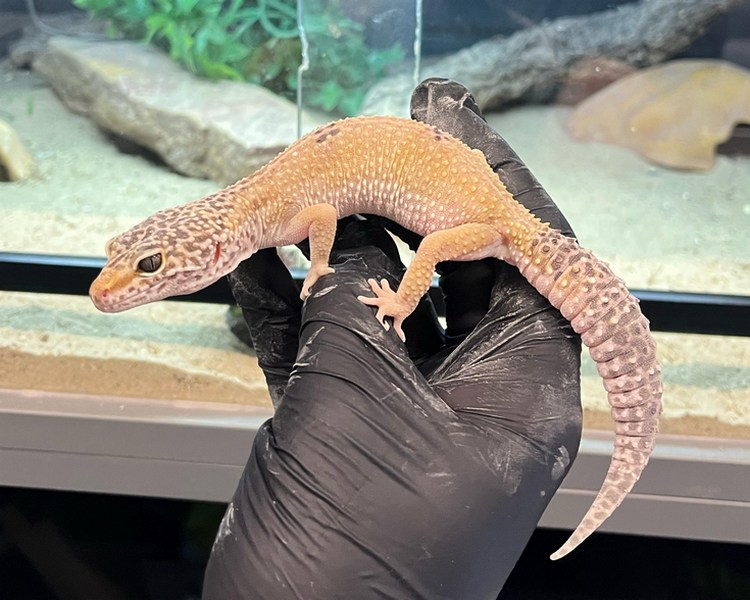 Normal Leopard Gecko