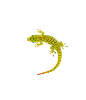 Other Geckos - Reptco