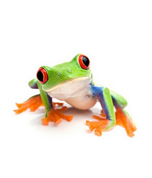 Tree Frogs - Reptco